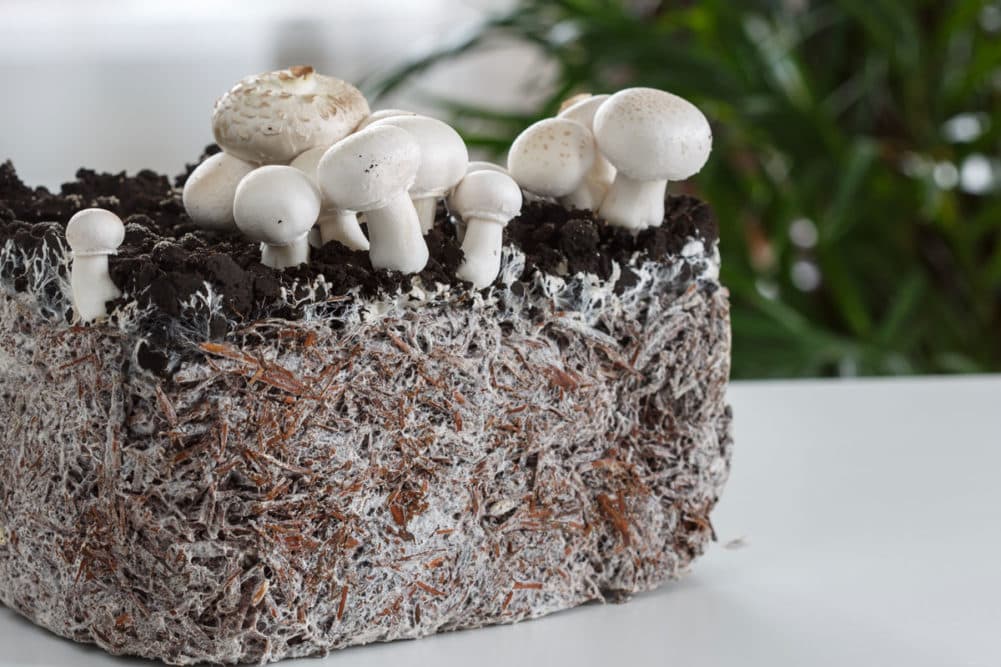 Mycelium