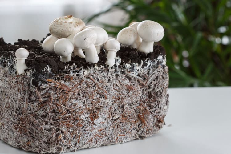 Mycelium